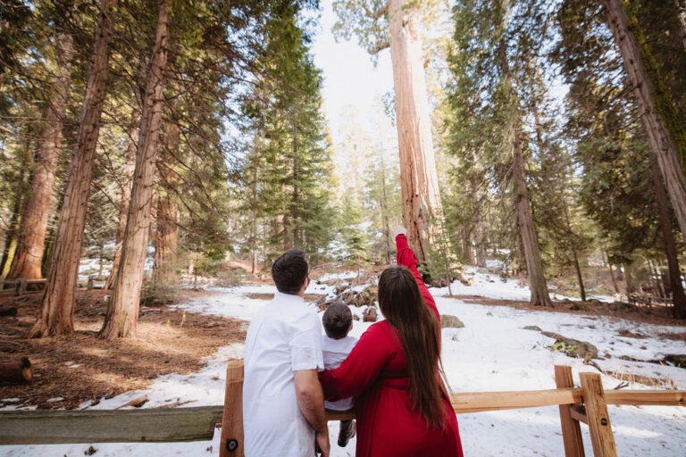 Sequoia Family Maternity Photos - alyssamichelephoto.net